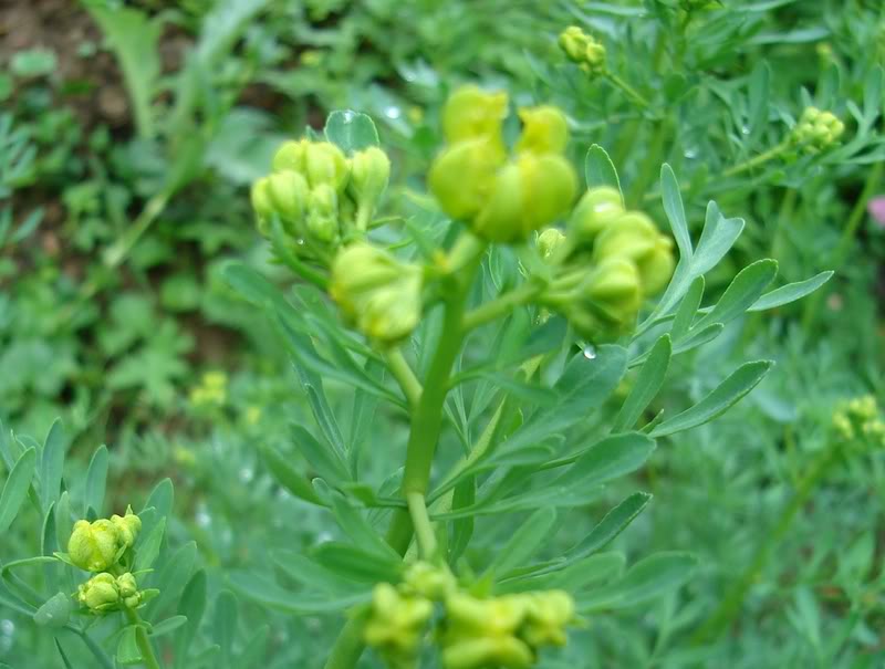 prirodno lecenje biljem