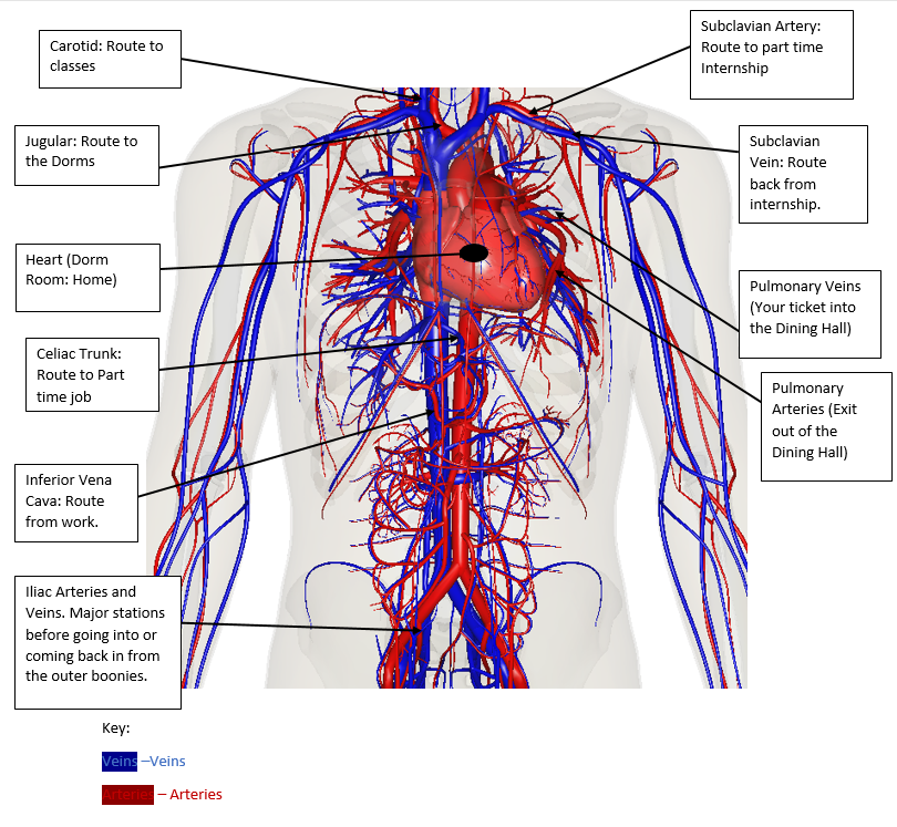 College Life of a Red Blood Cell: System Map