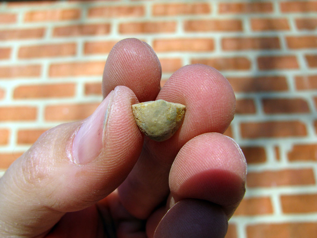 Views of the Mahantango: Agassizocrinus laevis(?) calyx bases from Kentucky