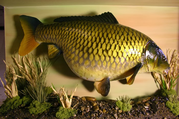 Fish: Common Carp Fish-Cyprinus Carpio - veterinary online