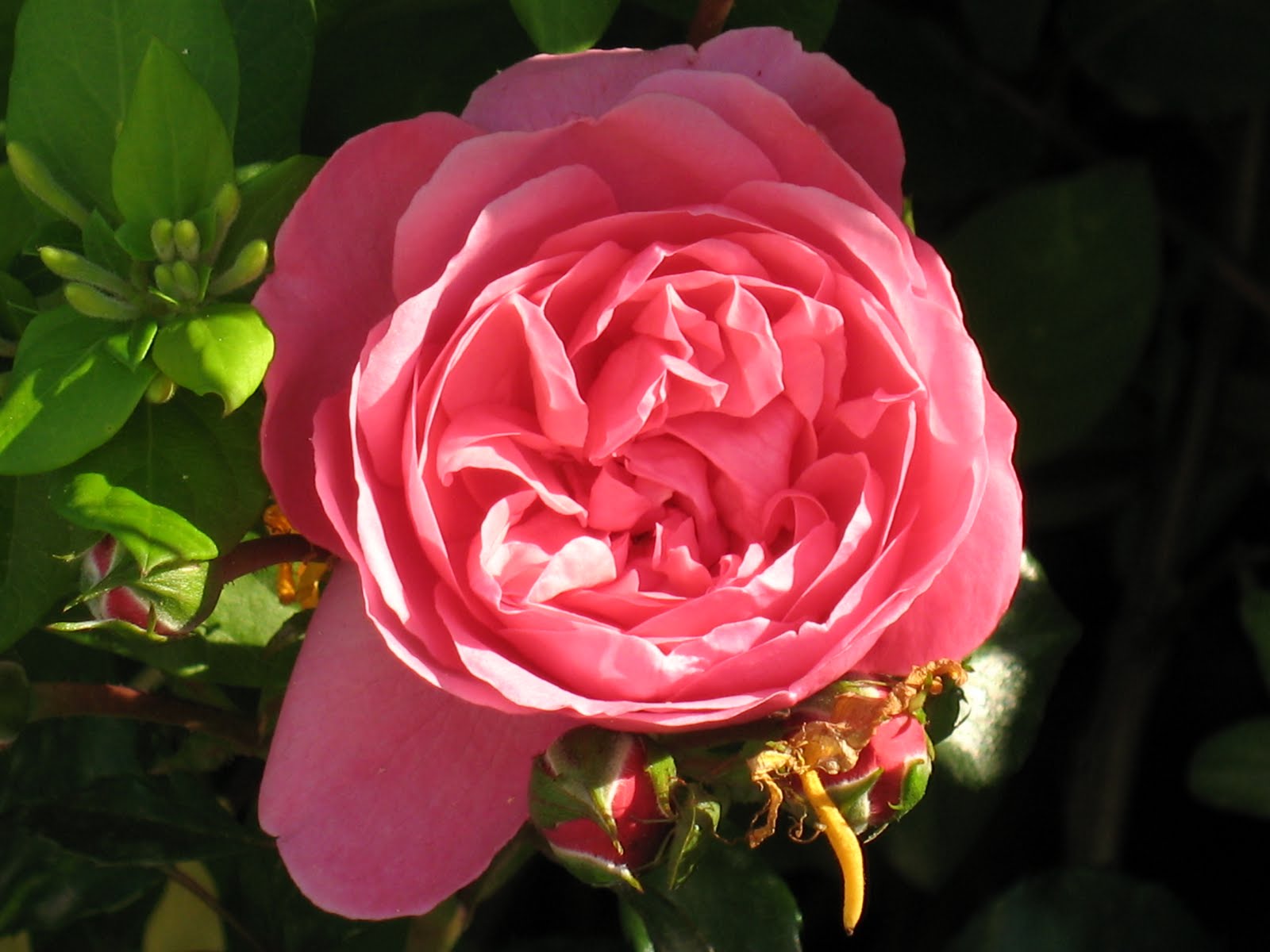 Jurnal de gradina: Roz