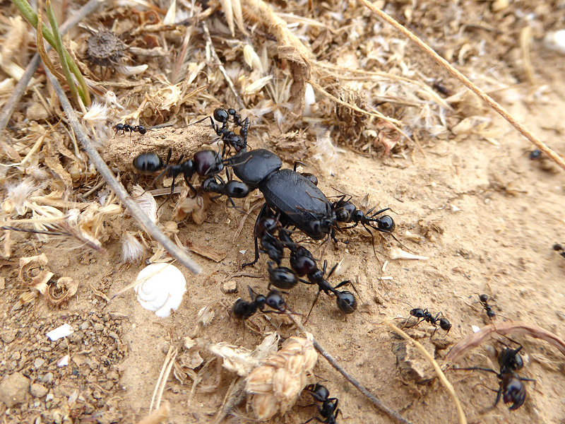 PASOS: De hormigas, gusanos-león y escarabajos. Selgua (Huesca) 15 de ...