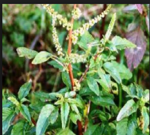 11 DARI BERBAGAI JENIS PENYAKIT YANG BISA DI SEMBUHKAN DENGAN BAYAM ...