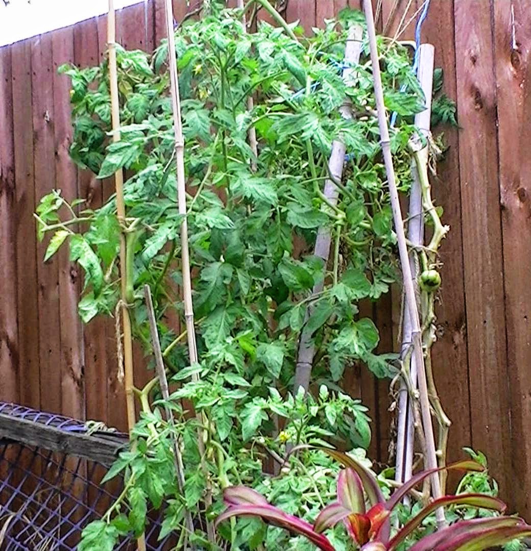 Vegetable Garden for the World: Italian Tree Tomato-Episode 2