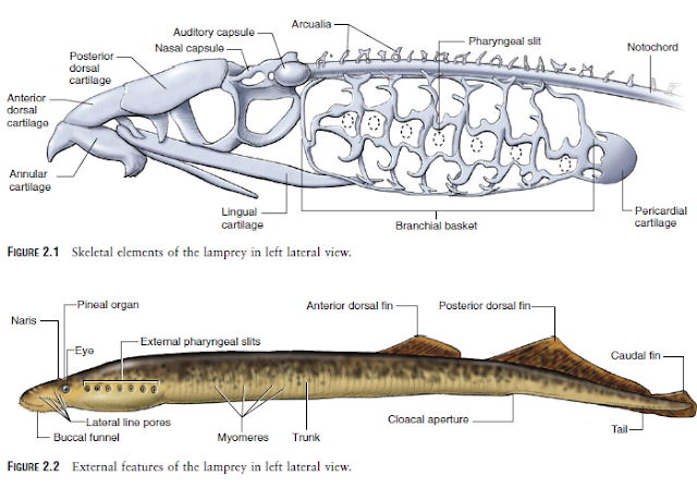 Lamprey Skeleton Type