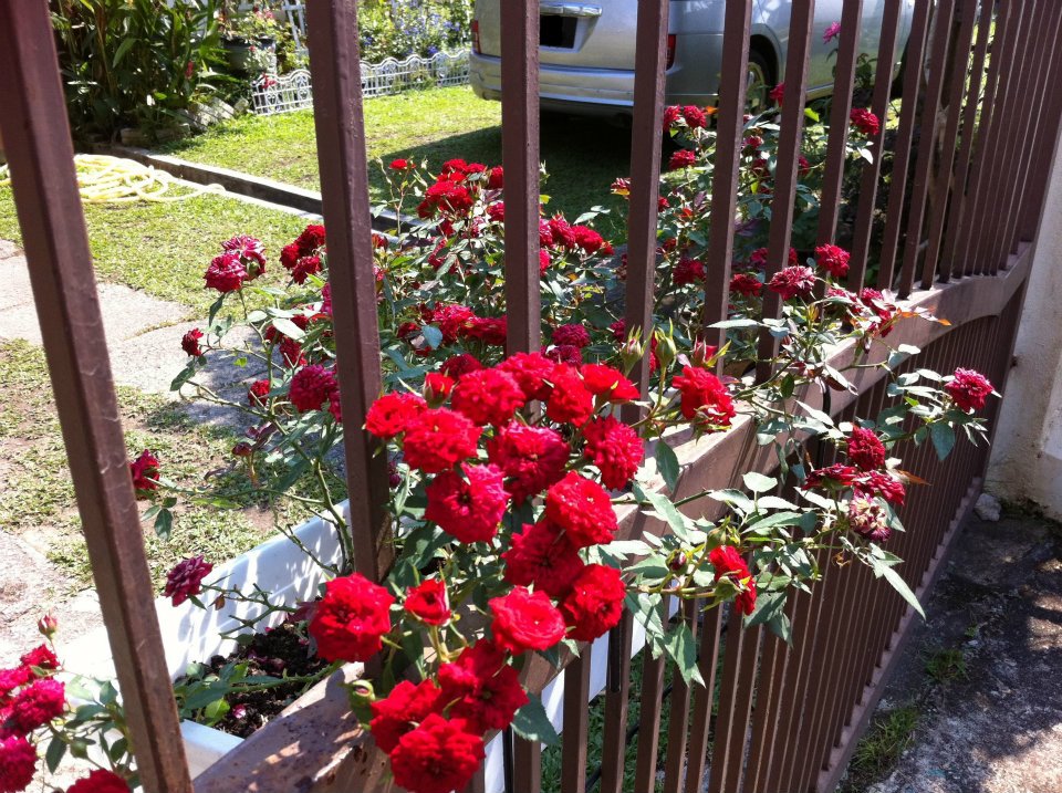 puteri manja: Taman Bunga Ros di ruang kediaman