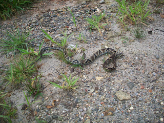 trilhas desertas: marcio encontra uma jararaca[bothrops] na serra do mar