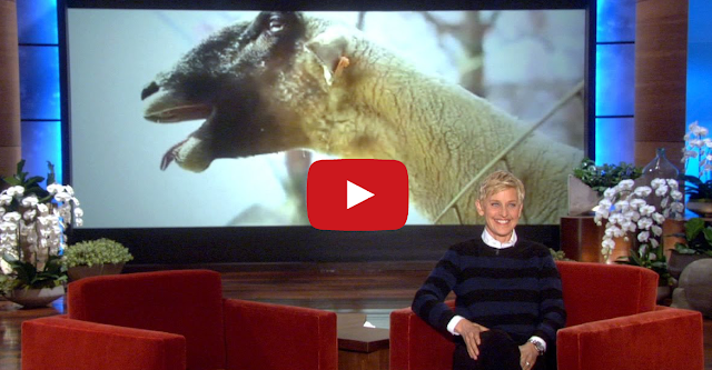 Let it Goat (Screaming Goat Parody of Frozen's 'Let it Go')