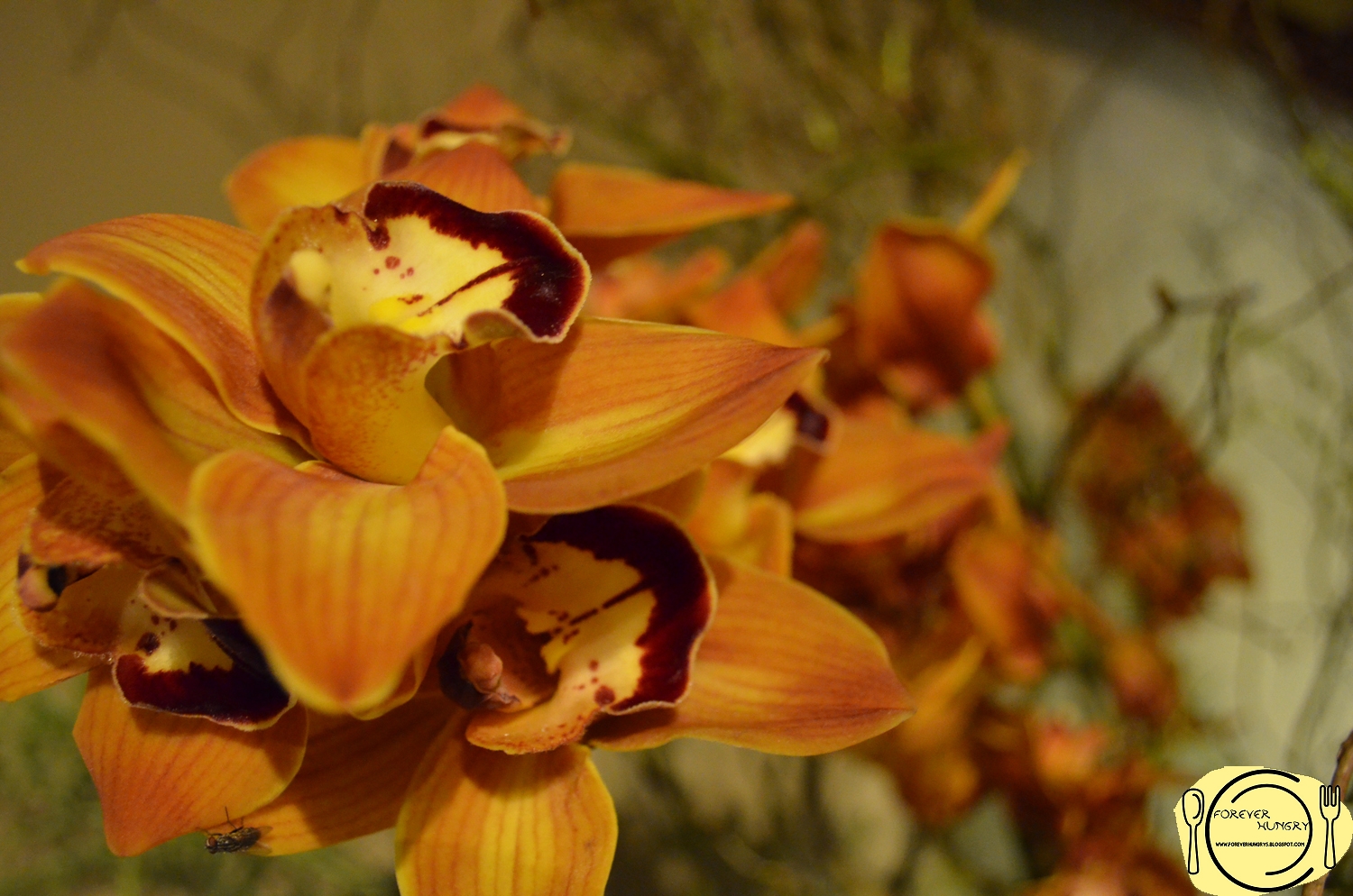 ForeverHungry: Golden Orchid Oriental Thai Cuisine @ Damansara Jaya