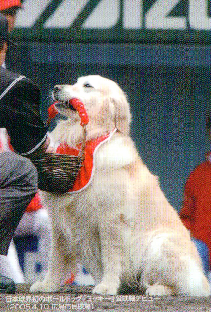 This Card Is Cool - My Life in Baseball Cards: This Baseball Card is ...