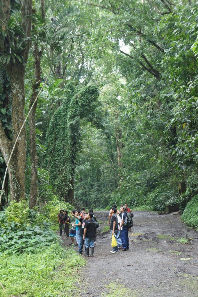 OUR PHILIPPINE TREES: The Mud Spring Ordeal!