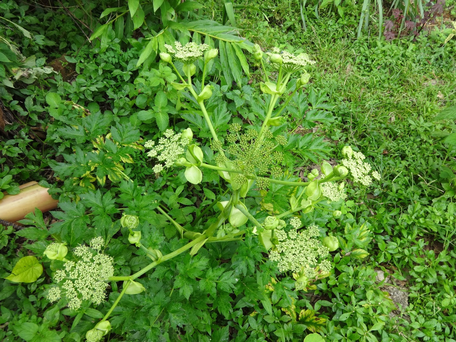 Herbs from Distant Lands: Angelica keiskei - Ashitaba, Tomorrow's Leaf