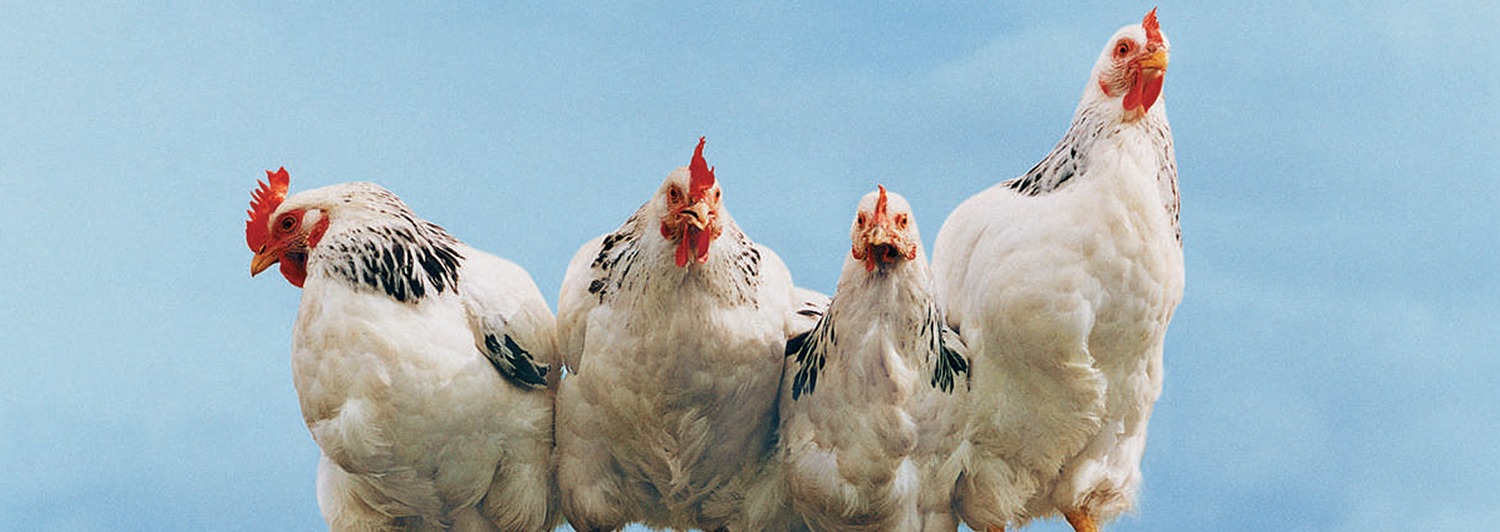 Produksi dan Manfaat Daging Ayam