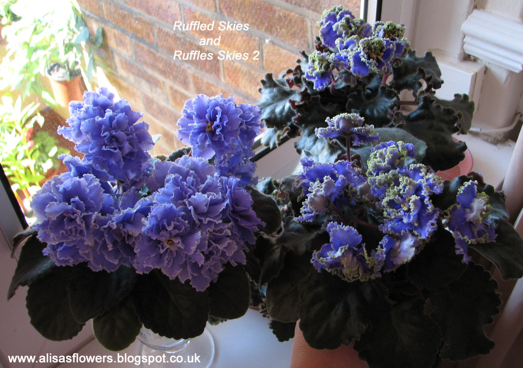Alisa's flowers: Ruffled Sky and Ruffled Sky 2 - african violets