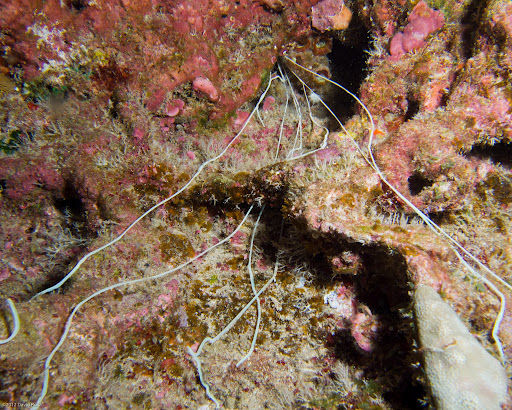 Real Monstrosities: Spaghetti Worms and Spaghettier Worms