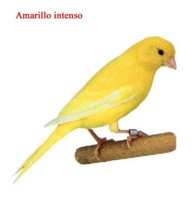 ---CLASES de canarios - J.M.H.R.