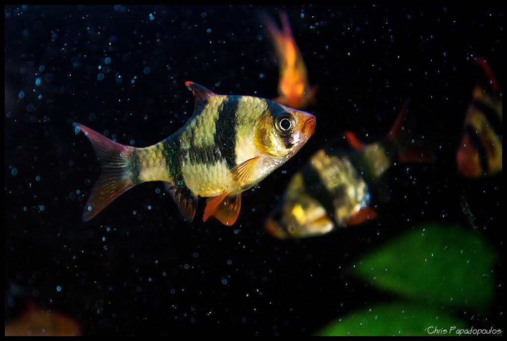 Ikan Hias Tiger Barb - Dunia Akuarium