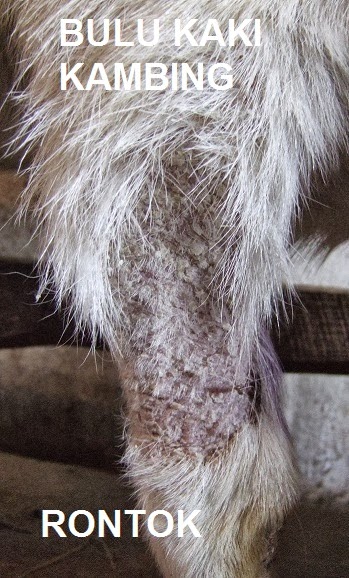 PENYEBAB BULU KAMBING ATAU DOMBA RONTOK - TANI TERNAK
