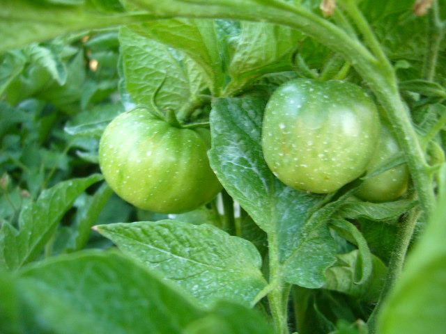 Sacramento Vegetable Gardening: Stupice is as Stupice Does