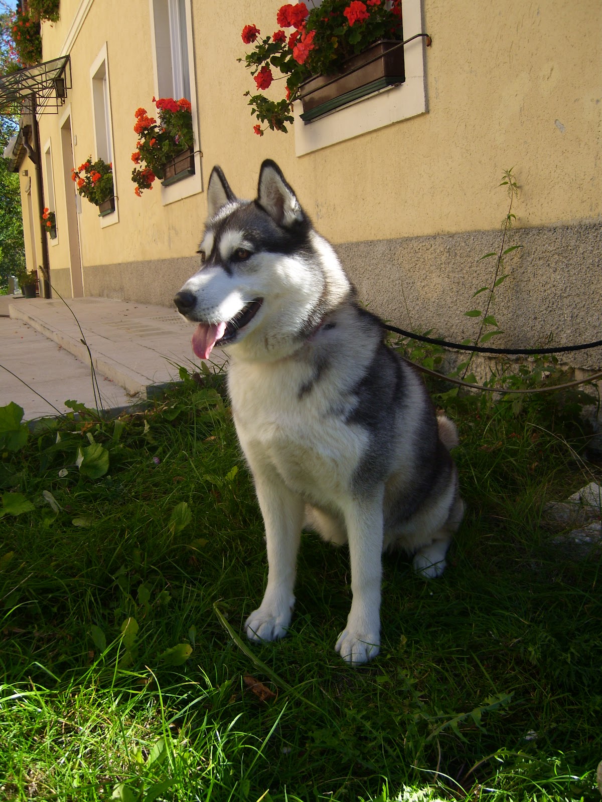 Campo cinofilo A.S.D. Malina Dog - Pradamano - (Udine): 2° Mostra ...