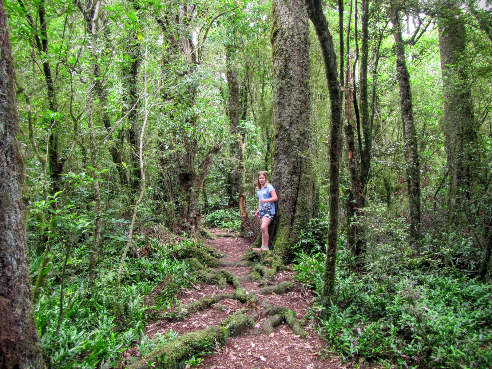 Tramping in the New Zealand backcountry: NZ Bush Adventures: Peel ...