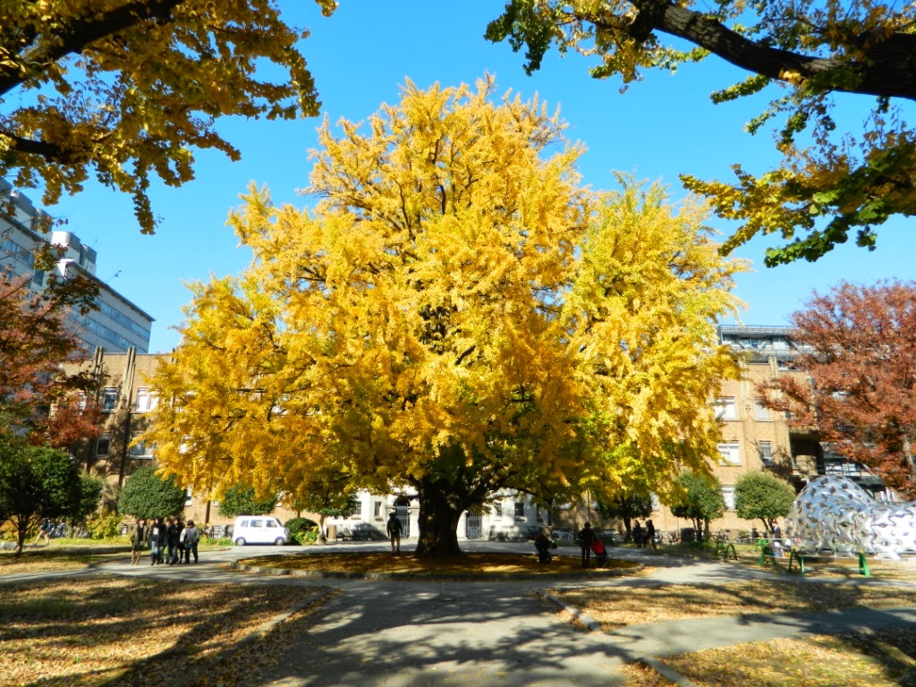 Momiji di Tokyo : Tokyo University Campus Hongo - Naqiya Aiko Blog