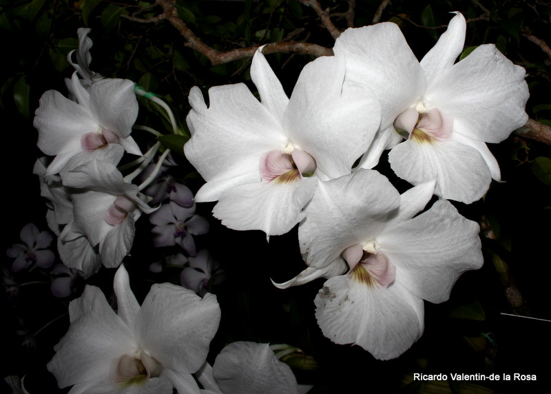 Ricardo's Blog, : Dendrobium Silver Bells 'E Orchids' AM/AOS (Den ...