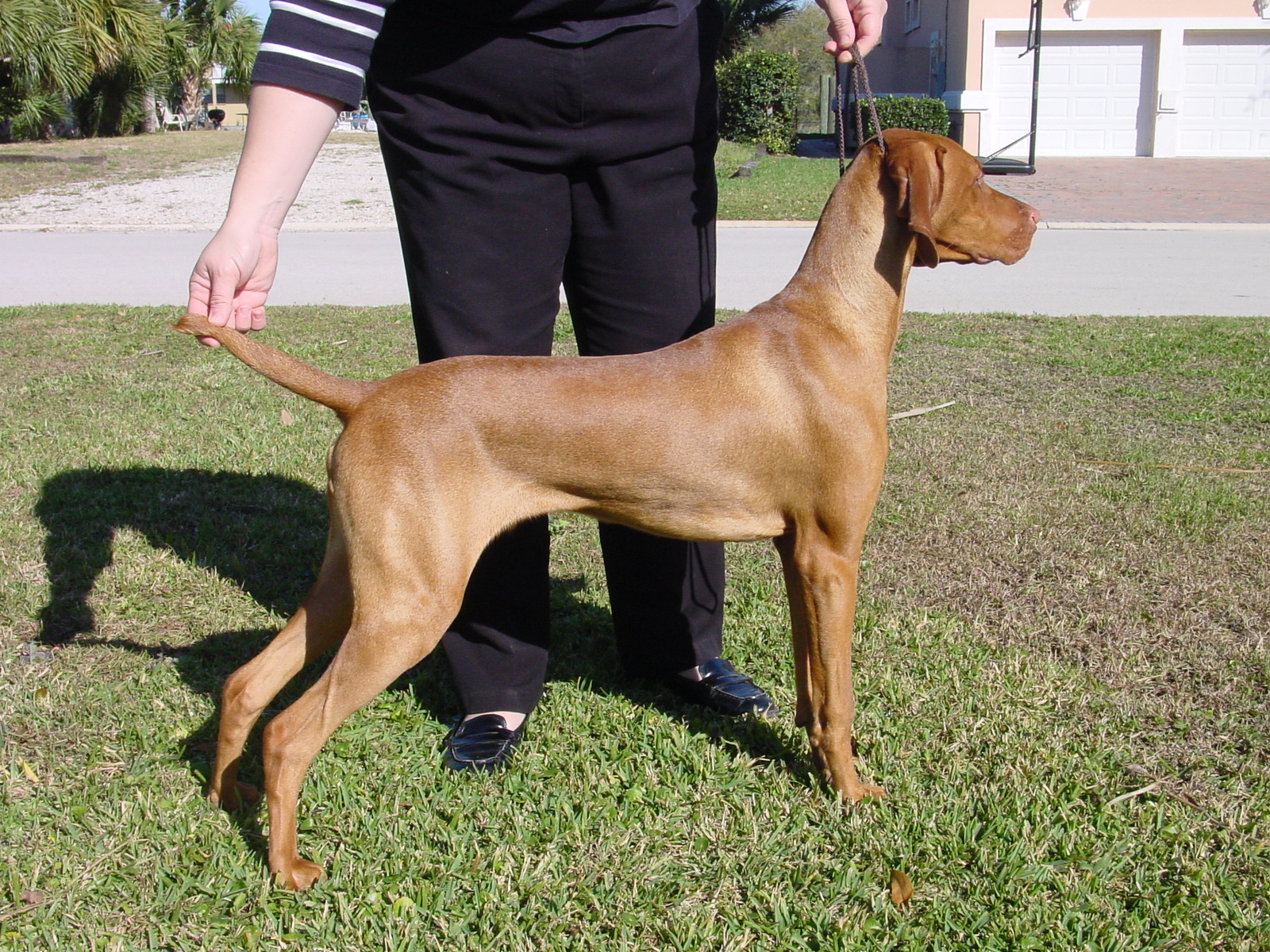 Skipfire's Gentleman Jackson