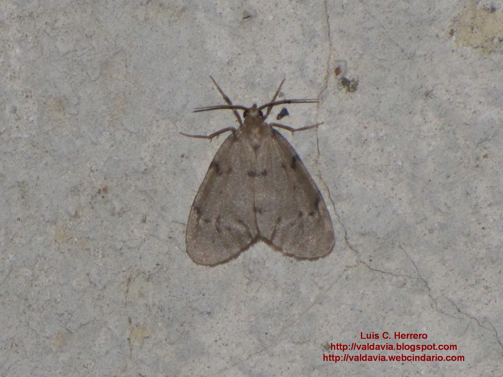 Naturaleza de la Valdavia: Mariposas nocturnas de la Valdavia II