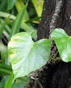 HEALTHY LIVING: Brotawali,Putrawali,Antawali,Gedel Leaves for Treating ...