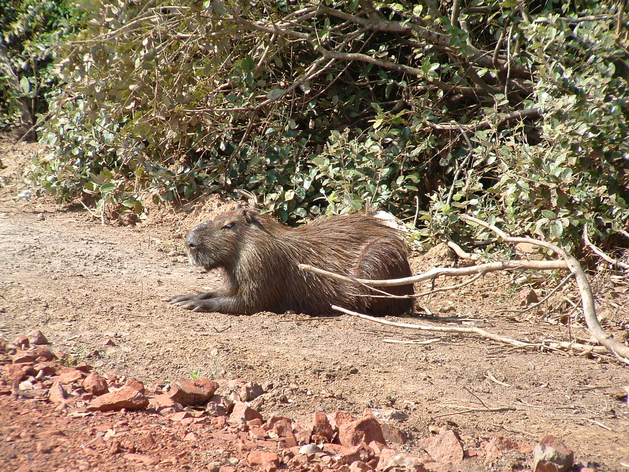 Simbiota: No mês de setembro a pegada é de uma capivara (Hydrochoerus ...