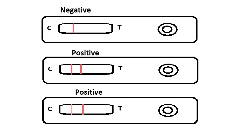 How does the Prega News Pregnancy Test work? | Health Shiner