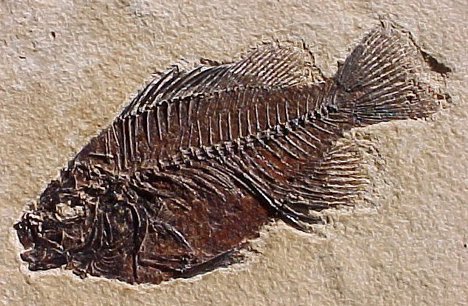 Tipuranga Room 16's Blog: Fossils