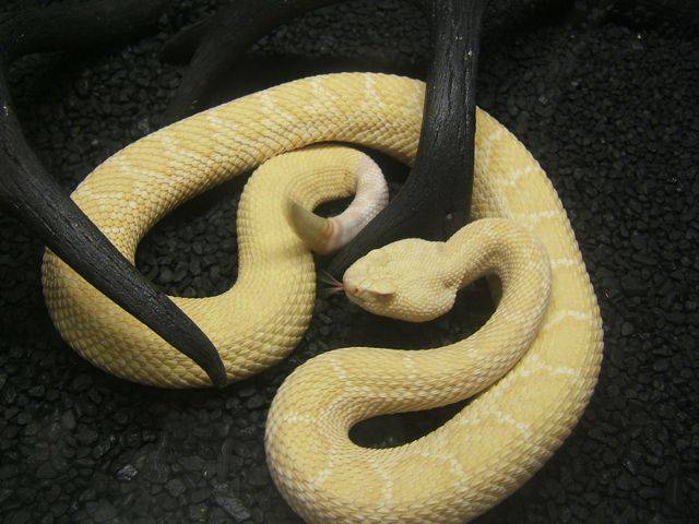 the irrelevant monkey: White (Natural) History Month