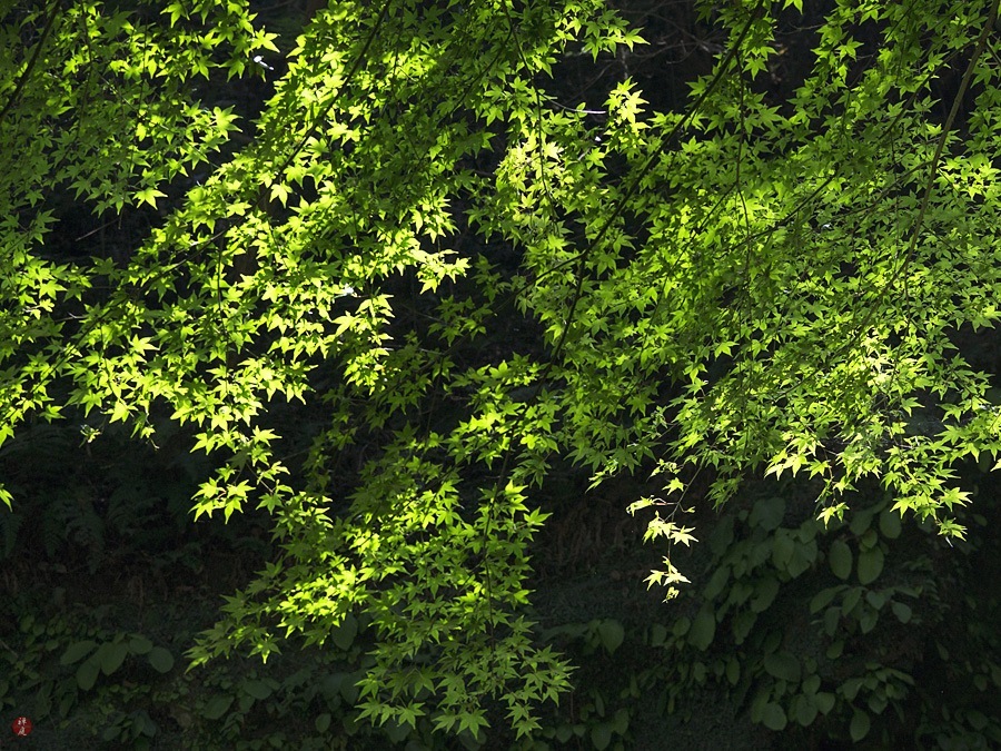 FROM THE GARDEN OF ZEN: Ao-momiji (summer leaves of maple) in Tokei-ji