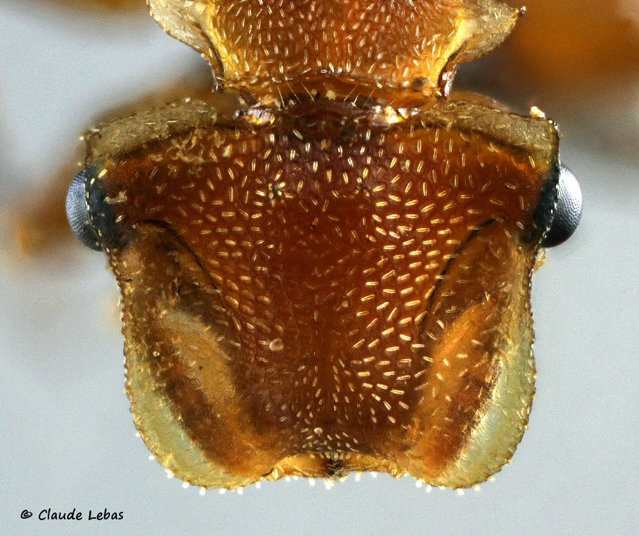 fourmis du Mexique: Cephalotes umbraculatus