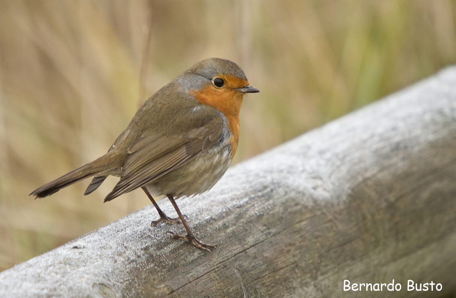 RÍA DE LA VILLA: Petirrojo