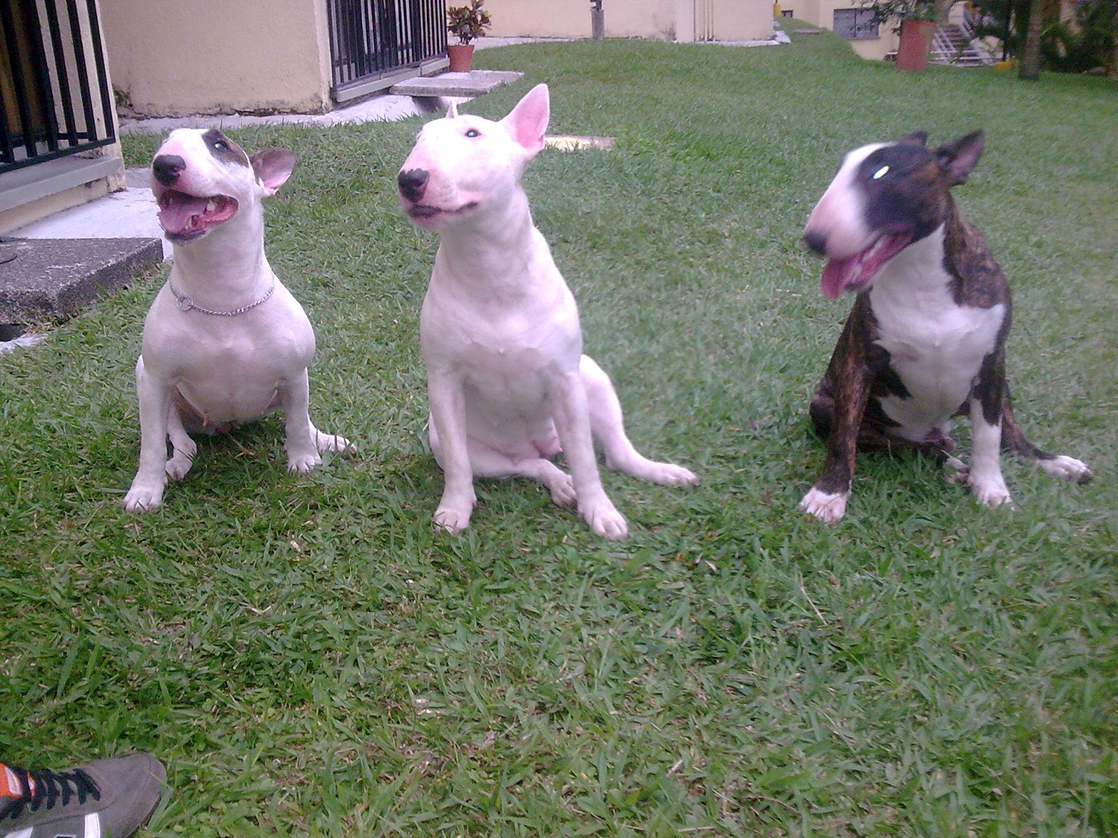BULLTERRIER