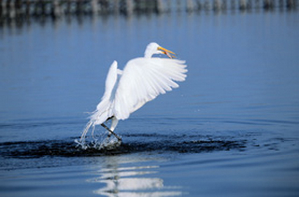 Free Wallpapers: Small Cute Flying Birds In Trees In Water In Air With ...