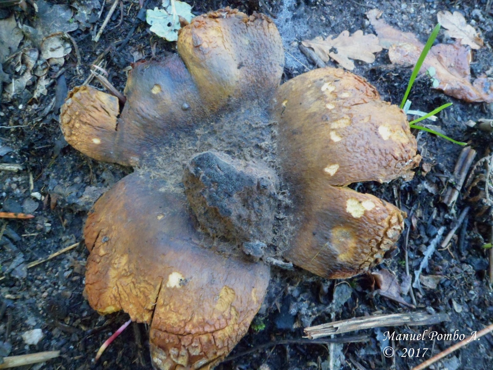 Un micólogo aficionado: Scleroderma polyrhizum J.F. Gmel.: Pers.