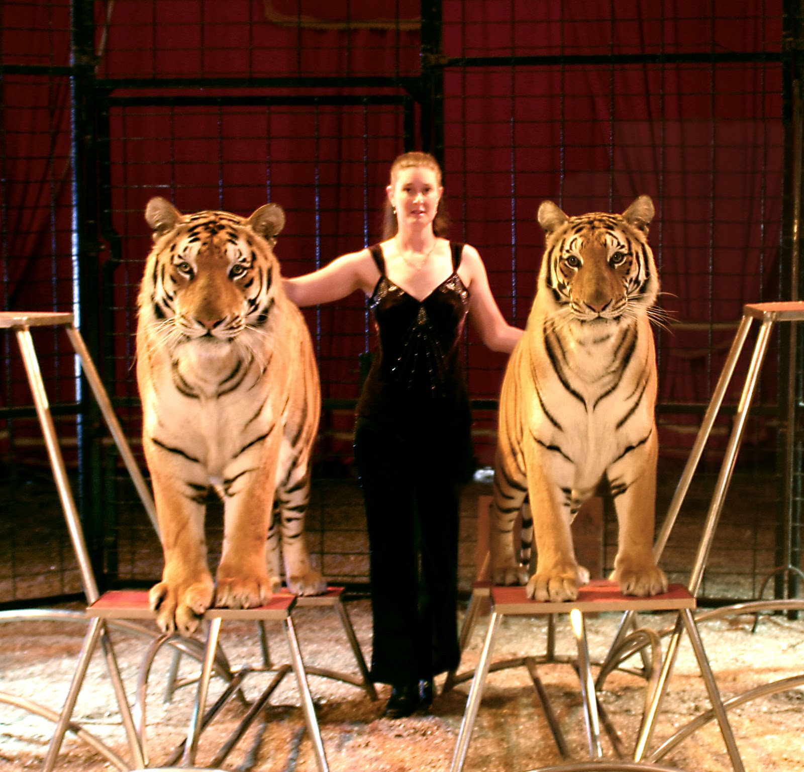 Circus Mania: 10 Facts about Tigers for International Tiger Day!