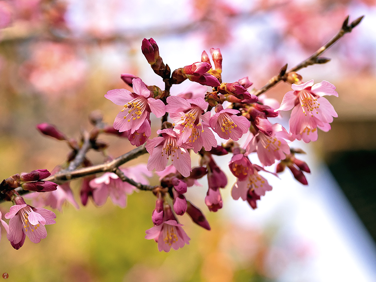 FROM THE GARDEN OF ZEN: March 2019