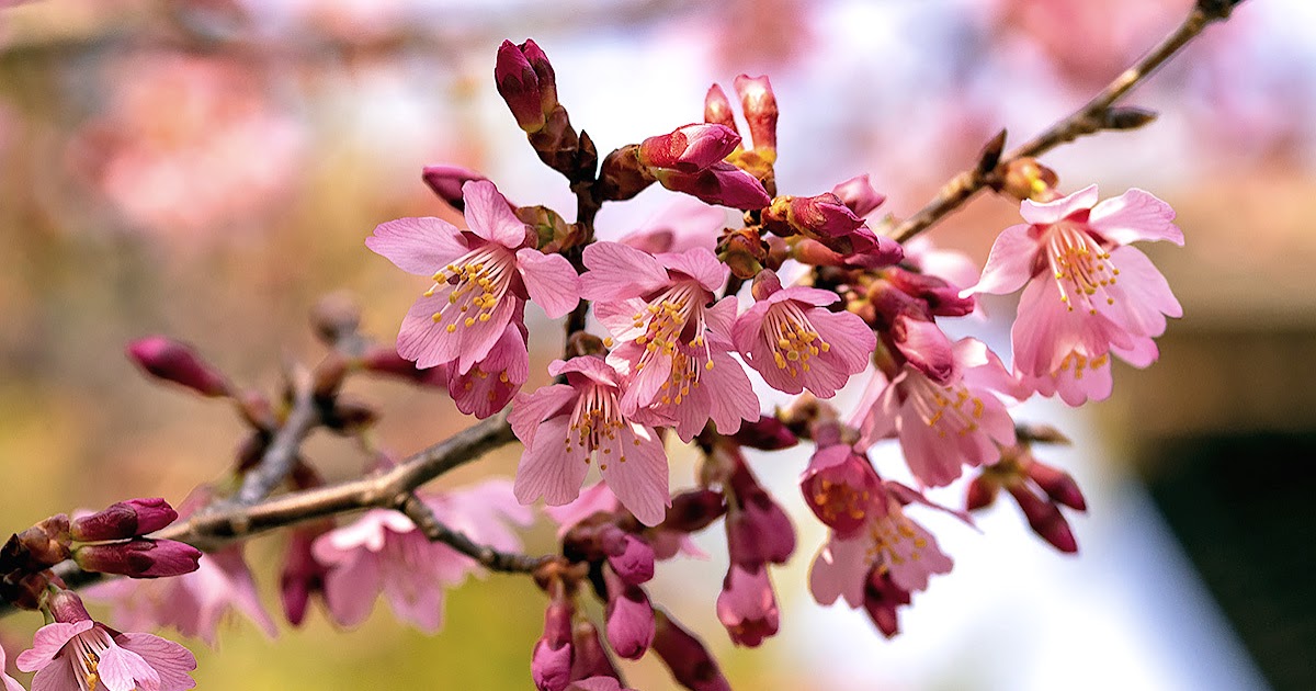 FROM THE GARDEN OF ZEN: Higan-zakura (early-flowering cherry) flowers ...