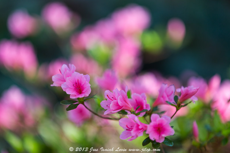 Classical Photography: Flowers blooming - spring is really here now