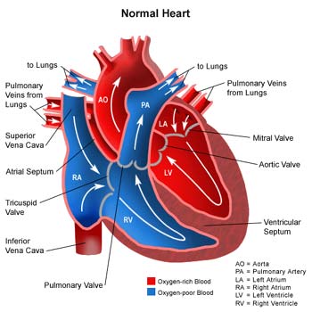 Tickle My Ulnar Nerve: Post 6 All Heart
