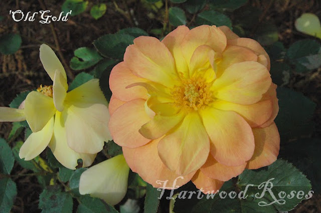 Hartwood Roses: Roses in the Garden, May 19