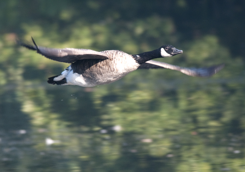 The wild side: Reflections on summer