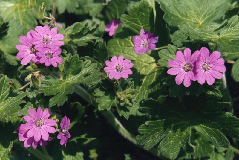 FLORS: Gerani pirinenc (Geranium pyrenaicum)