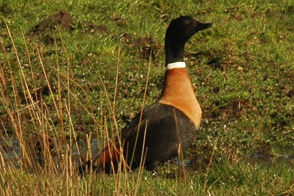 The Nature of Robertson: Chestnut-breasted Shelducks (Mountain Ducks)
