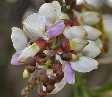 17 Khasiat Tanaman Malapari Untuk Kesehatan | Khasiat